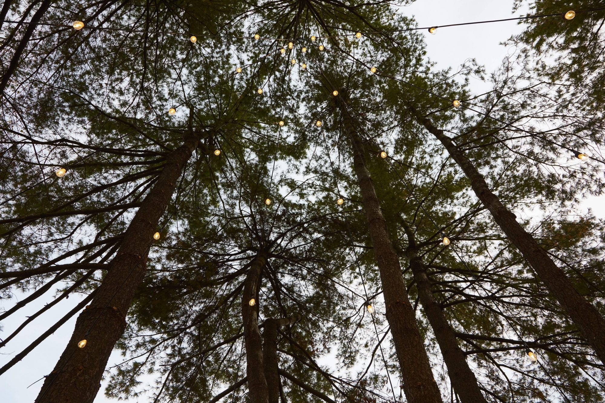 The Grove - Party in the Pines - C615